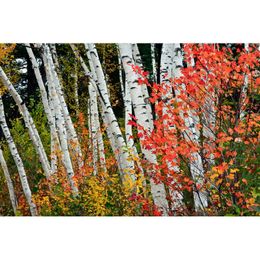 papermoon Fototapete &raquo;Herbst Birkenwald&laquo; bunt Vlies B/L: 3m x 2,23m, Bahnen: 6 Stk.
