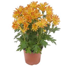 Multiflora-Chrysantheme 12 cm Topf