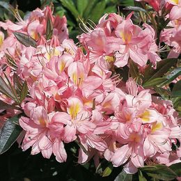 Duft-Azalee 'Juniduft', 5 Liter, 50 - 60 cm Liefergr&ouml;&szlig;e: 50 - 60 cm