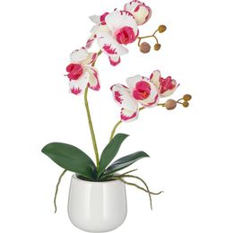 Creativ green Kunstorchidee &raquo;Phalaenopsis&laquo; mit Real-Touch-Bl&uuml;ten pink Obermaterial: 100% Kunststoff B/H/L: 38cm, 1 Stk.