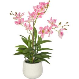 Creativ green Kunstorchidee &raquo;Dendrobie&laquo; mit Real-Touch-Bl&uuml;ten pink Obermaterial: 80% Kunststoff, 20% Polyester B/H/L: 55cm, 1 Stk.