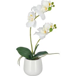 Creativ green Kunstorchidee &raquo;Phalaenopsis&laquo; mit Real-Touch-Bl&uuml;ten wei&szlig; Obermaterial: 100% Kunststoff B/H/L: 38cm, 1 Stk.