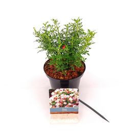 Zwergrose 'Cutie Pie' Lieferform: Im 2 - 3 Liter Topf