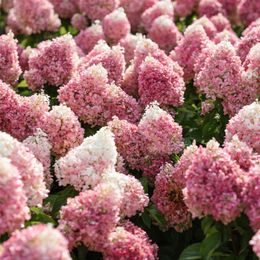 Zwerg-Rispenhortensie 'Living Pinky Promise ' Liefergr&ouml;&szlig;e: 30 - 40 cm