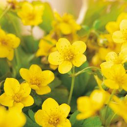 Teppich-Golderdbeere / Waldsteinie Liefergr&ouml;&szlig;e: 15 - 20 cm