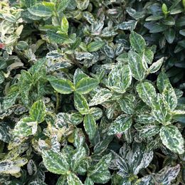 Kriechspindel 'Harlequin', 0,5 Liter, 15 - 20 cm Liefergr&ouml;&szlig;e: 15 - 20 cm