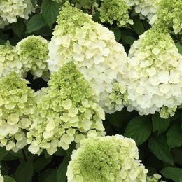Rispenhortensie 'Magical Mont Blanc', 5 Liter, 40 - 60 cm Liefergr&ouml;&szlig;e: 40 - 60 cm