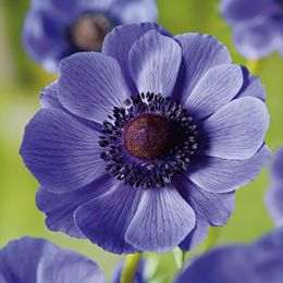 Garten-Anemone 'Mr. Fokker' - 15 St&uuml;ck Liefergr&ouml;&szlig;e: Zwiebelgr&ouml;&szlig;e 5/6