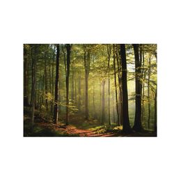 WALLARENA Fototapete Wald in Gr&uuml;n | Gr.: 150 x 105 cm