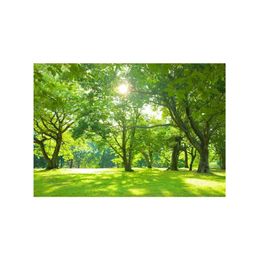 WALLARENA Fototapete Park in Gr&uuml;n | Gr.: 250 x 175 cm