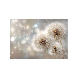 WALLARENA Fototapete Pusteblumen in Beige | Gr.: 150 x 105 cm
