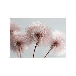 WALLARENA Fototapete L&ouml;wenzahn in Rosa | Gr.: 400 x 280 cm