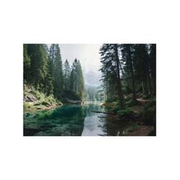 WALLARENA Fototapete Wald in Gr&uuml;n | Gr.: 350 x 250 cm