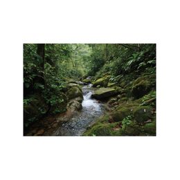 WALLARENA Fototapete Wald in Gr&uuml;n | Gr.: 150 x 105 cm
