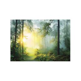 WALLARENA Fototapete Wald in Gr&uuml;n | Gr.: 250 x 175 cm