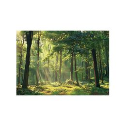 WALLARENA Fototapete Wald in Gr&uuml;n | Gr.: 400 x 280 cm