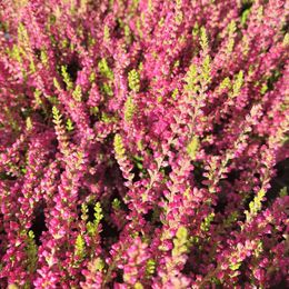 Sommerheide 'Dark Beauty ' Liefergr&ouml;&szlig;e: 10-15 cm