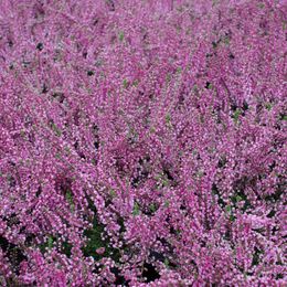 Sommerheide 'Annabel' Liefergr&ouml;&szlig;e: 10-15 cm