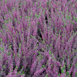 Winterharte Knospenheide 'Amethyst' (Garden Girls ) Lieferform: Im Topf