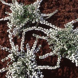 Sommerheide 'Kinlochruel' Liefergr&ouml;&szlig;e: 10-15 cm hoch