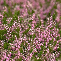 Sommerheide 'J. H. Hamilton' Liefergr&ouml;&szlig;e: 10-15 cm hoch