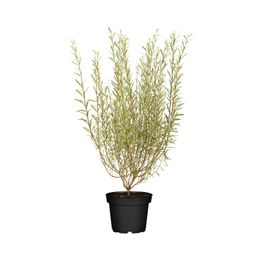 Kugelweide 'Nana' Liefergr&ouml;&szlig;e: 40 - 60 cm