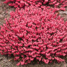 Winterheide - rot Liefergr&ouml;&szlig;e: 10-15 cm