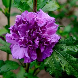Garteneibisch 'French Cabaret ' purple ,7,5 - 10 Liter, 80 - 100 cm Liefergr&ouml;&szlig;e: 80 - 100 cm