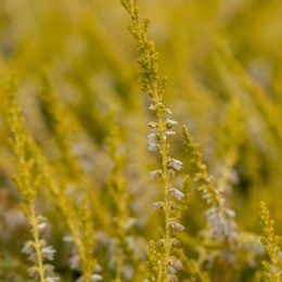 Sommerheide 'Gold Haze' Liefergr&ouml;&szlig;e: ca. 10 - 15 cm
