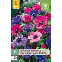 Garten-Anemonen Mischung 'Purpur-Rosa' - 15 St&uuml;ck Liefergr&ouml;&szlig;e: Zwiebelgr&ouml;&szlig;e 5/6