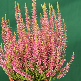 Winterharte Knospenheide 'Rosita' (Garden Girls ) Lieferform: Im Topf