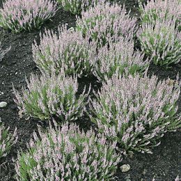 Sommerheide 'Spring Torch' Liefergr&ouml;&szlig;e: ca. 10-15 cm