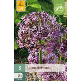 Allium christophii 3 St&uuml;ck Liefergr&ouml;&szlig;e: Zwiebelgr&ouml;&szlig;e 12/+
