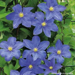 Clematis 'Fujimusume' Liefergr&ouml;&szlig;e: 60 - 100 cm