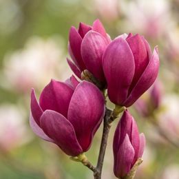 Magnolie 'Cleopatra' Liefergr&ouml;&szlig;e: 40 - 60 cm