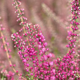 Sommerheide 'Jana' Liefergr&ouml;&szlig;e: 10-15 cm hoch
