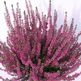 Besenheide 'Marlies' Liefergr&ouml;&szlig;e: ca. 10 - 15 cm