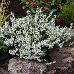 Sommerheide 'Madonna' (GardenGirls ) - Knospenbl&uuml;her Lieferform: Im Topf