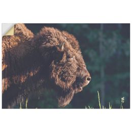 Wandbild Artland, B:90cm H:60cm, braun, Vinyl, Wohnzimmer, Bilder, "Bison Meditation", als Alubild, Leinwandbild, Poster, Wandaufkleber in verschied.