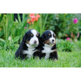 papermoon Fototapete &raquo;Berner Sennenhunde&laquo; bunt Vlies B/L: 5m x 2,8m, Rollen: 1