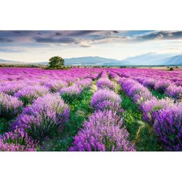 papermoon Fototapete &raquo;Lavende Garten&laquo; bunt Vlies B/L: 3m x 2,23m, Bahnen: 6 Stk.