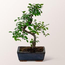 Gl&uuml;cks-Bonsai Ligustrum - ca. 20 cm | FloraPrima Blumenversand | Blumen und mehr versenden