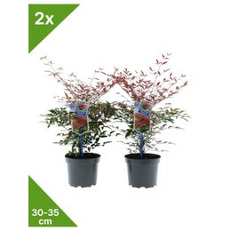 GARDENZO 2er-Set: Nandina Domestica Obsessed in Bunt | Gr.: onesize
