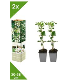 GARDENZO 2er-Set: Kletterhortensie in Wei&szlig; | Gr.: onesize