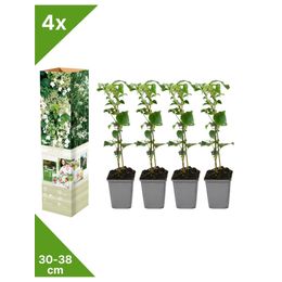GARDENZO 4er-Set: Kletterhortensie in Wei&szlig; | Gr.: onesize