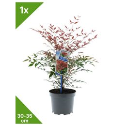 GARDENZO Nandina Domestica Obsessed in Bunt | Gr.: onesize