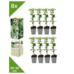 GARDENZO 8er-Set: Kletterhortensie in Wei&szlig; | Gr.: onesize