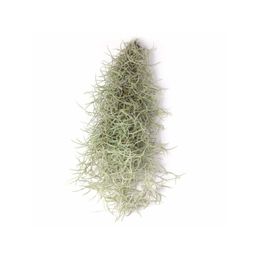 MeinVIPShop Tillandsia Luftpflanze 20 cm Spanisches Moos | Gr.: onesize