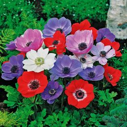 Garten-Anemone 'De Caen' - Mischung - 15 St&uuml;ck Liefergr&ouml;&szlig;e: Zwiebelgr&ouml;&szlig;e 5/6