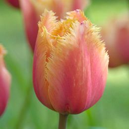 Gefranste Tulpe 'Lambada' - 7 St&uuml;ck Liefergr&ouml;&szlig;e: Zwiebelgr&ouml;&szlig;e 11-12